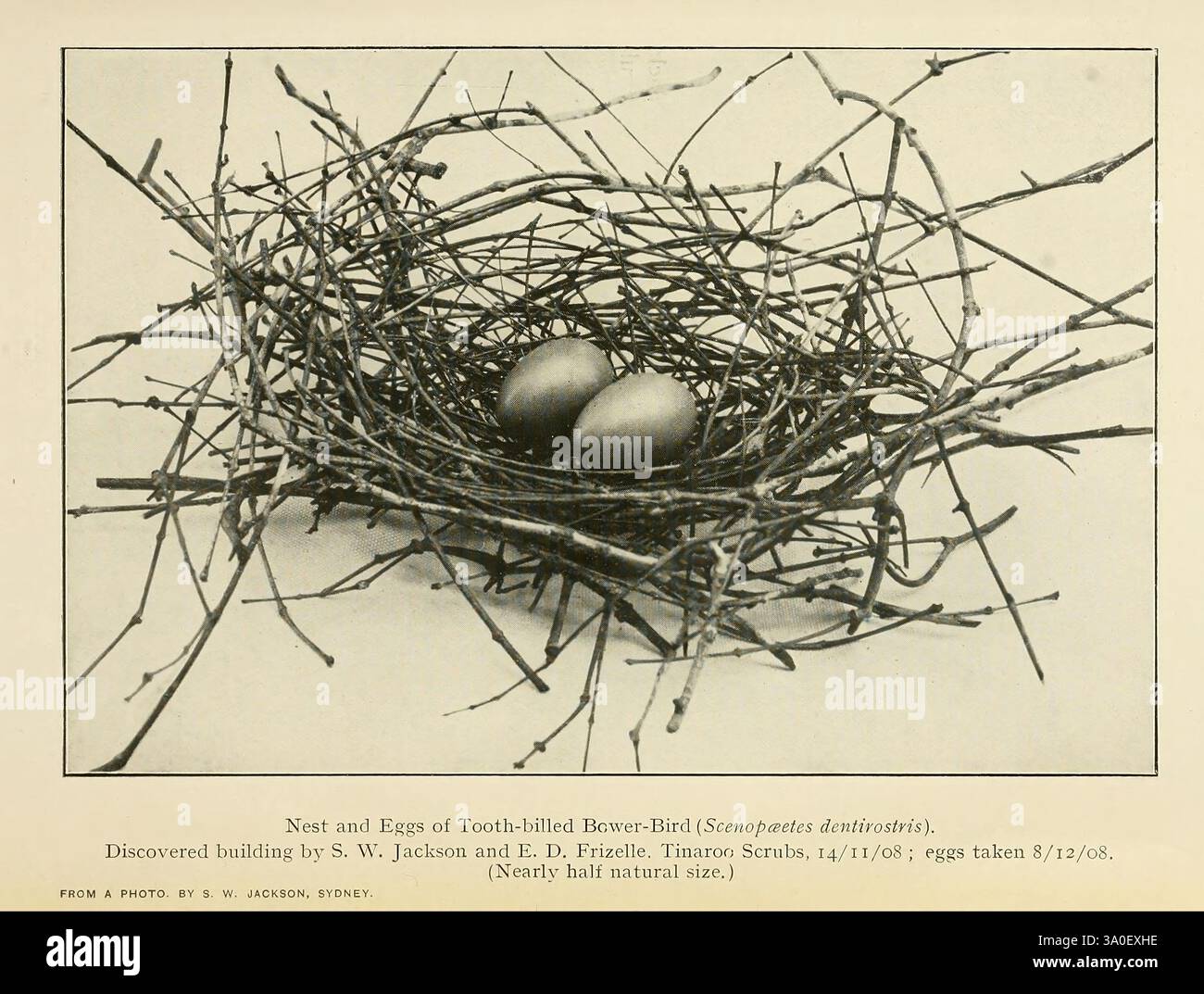 Nests intricate structure showcases hi-res stock photography and images ...