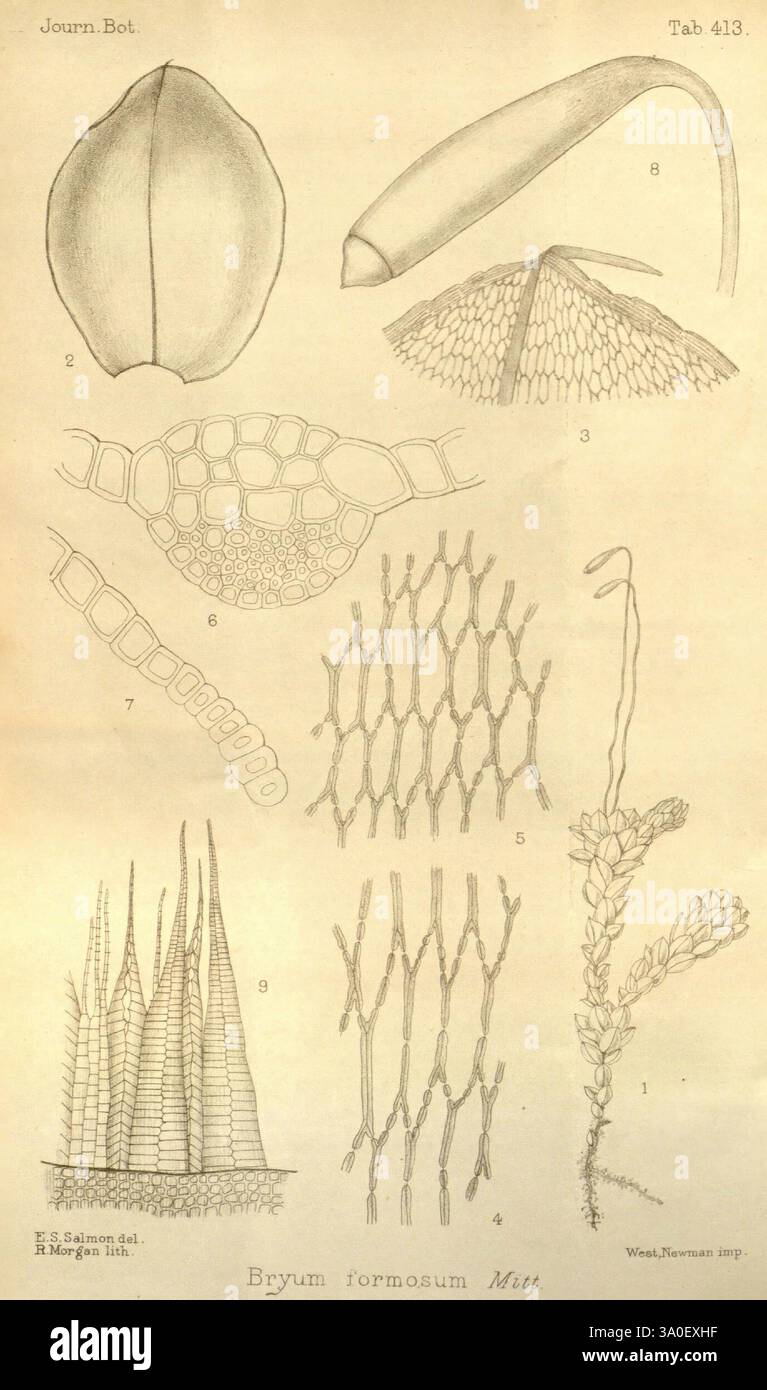 Journal of Botany, British and Foreign London Robert Hardwicke 1863 ...