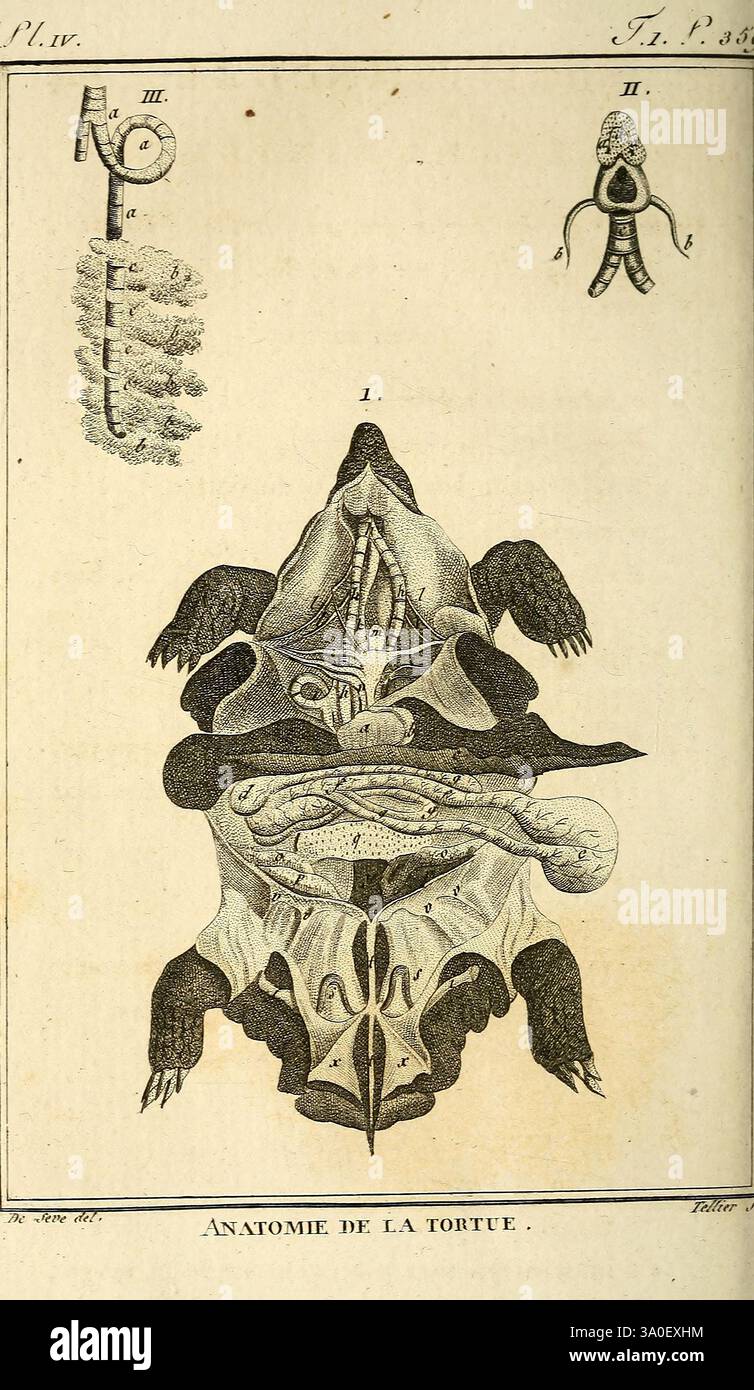 Anatomie de la tortue hi-res stock photography and images - Alamy