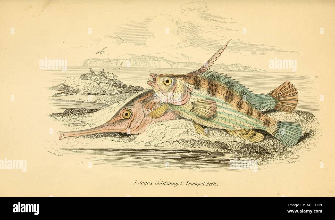 The natural history of British fishes Edinburgh, W. H. Lizars, 1843 ...