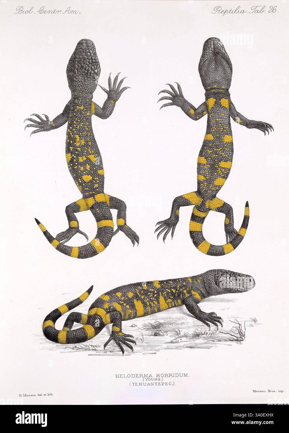 Biologia Centrali-Americana, London, 1879-1915, archaeology, botany ...