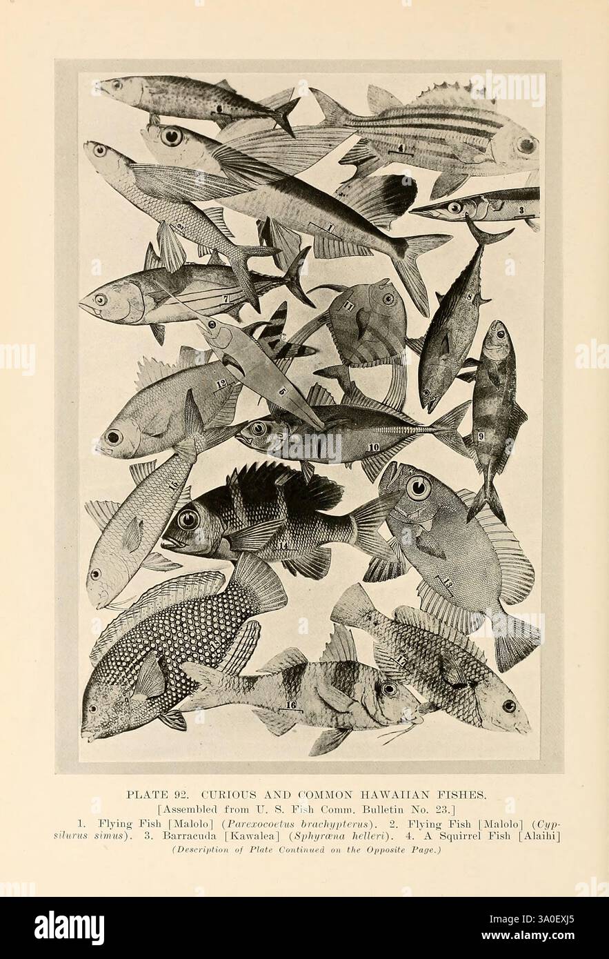 Possess elaborate fins hi-res stock photography and images - Alamy