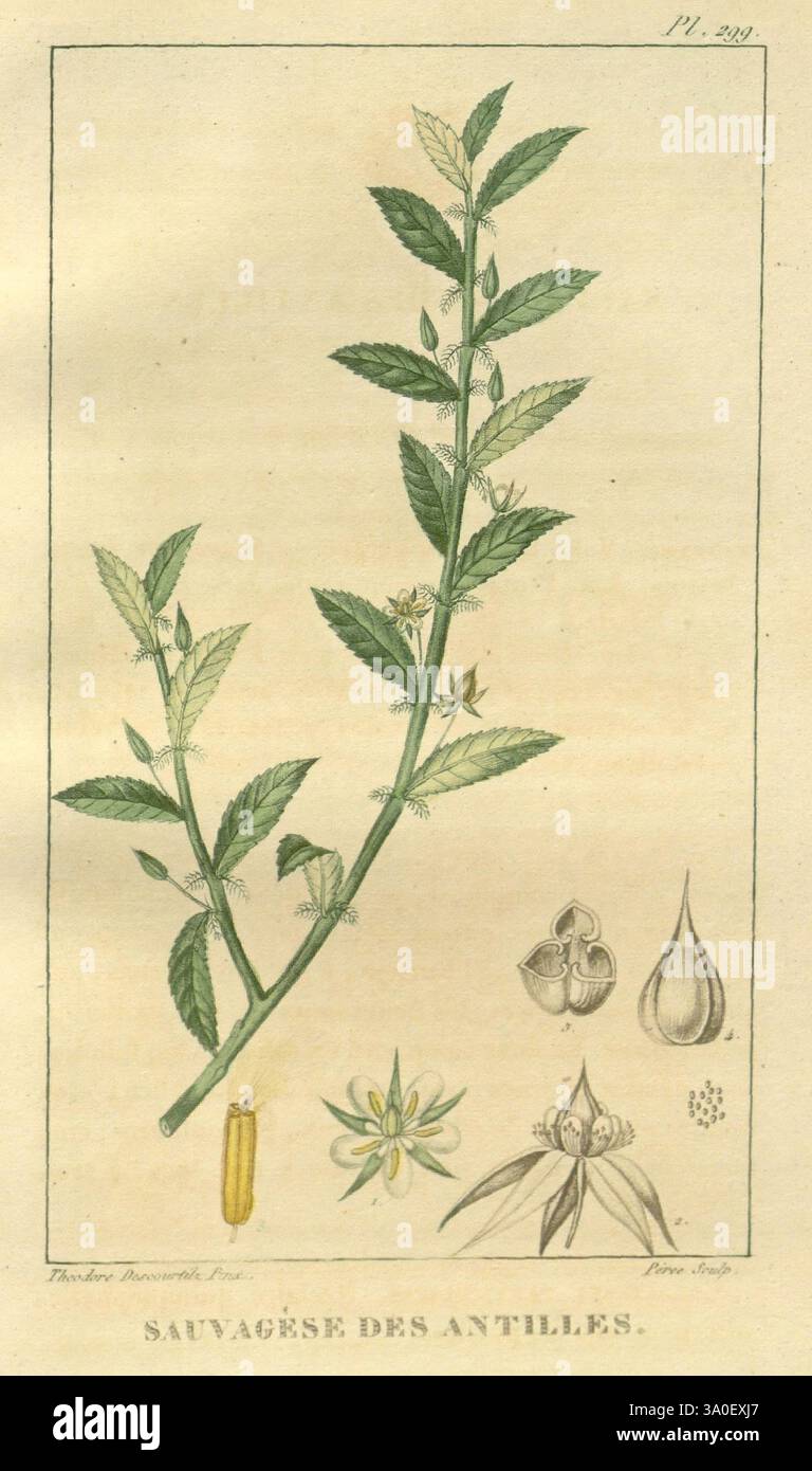 Flore médicale des Antilles, ou, Traité des plantes usuelles Paris ...