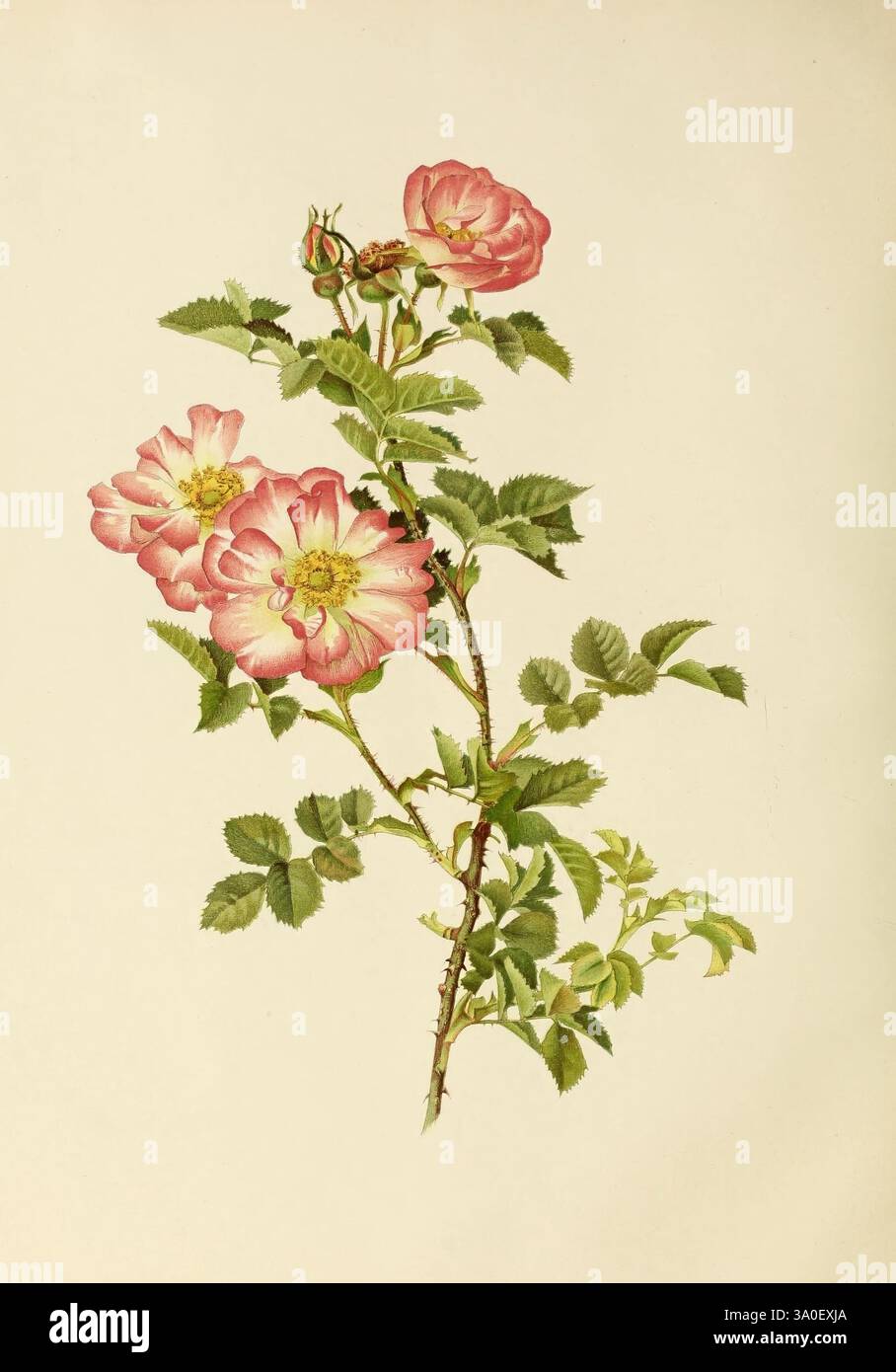 The genus Rosa, 1914 roses, botany, Rosa, A delicate branch adorned ...