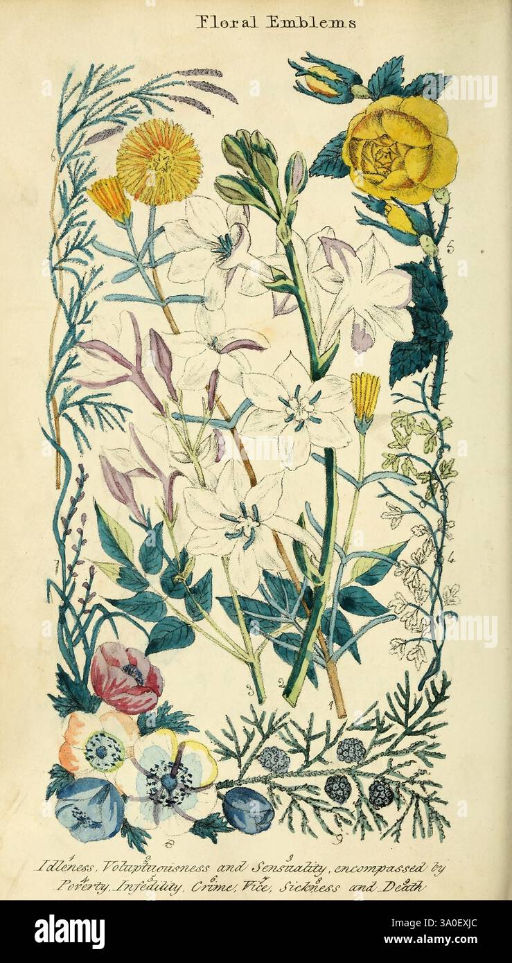 Insignia flower language flowers in literature symbolism heraldr hi-res ...