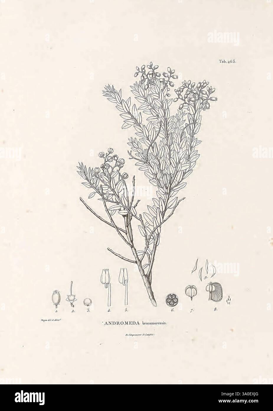 Andromeda genus hi-res stock photography and images - Alamy