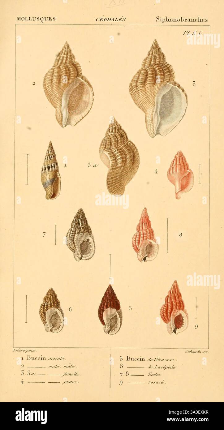 Different species of siphon branch mollusks hi-res stock photography ...