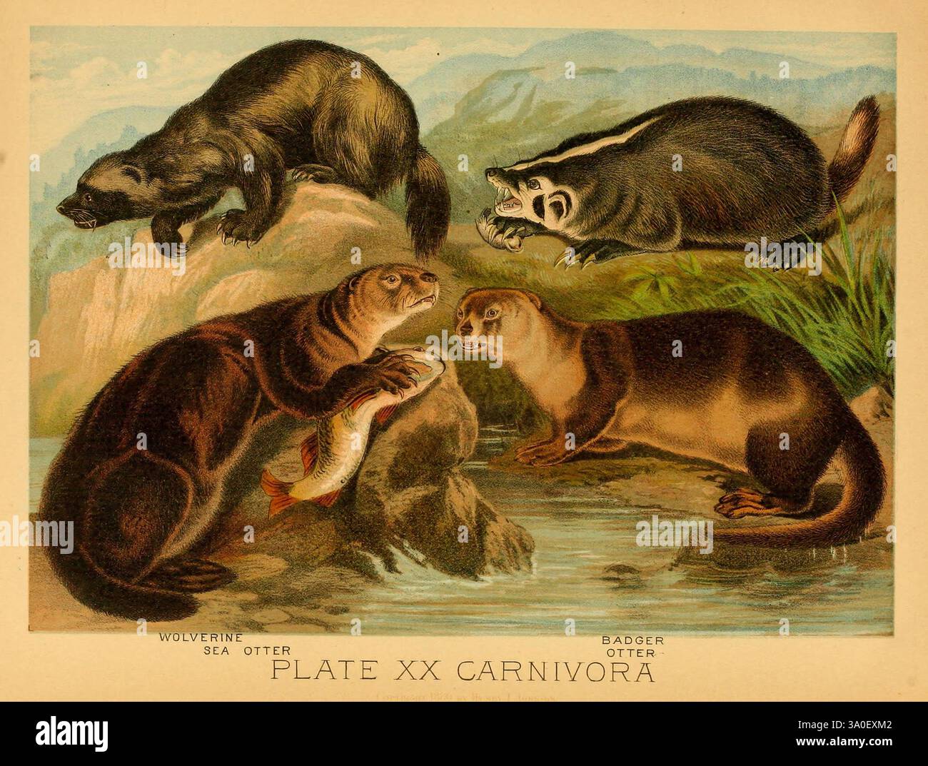 The animal kingdom, based upon the writings of the eminent naturalists ...