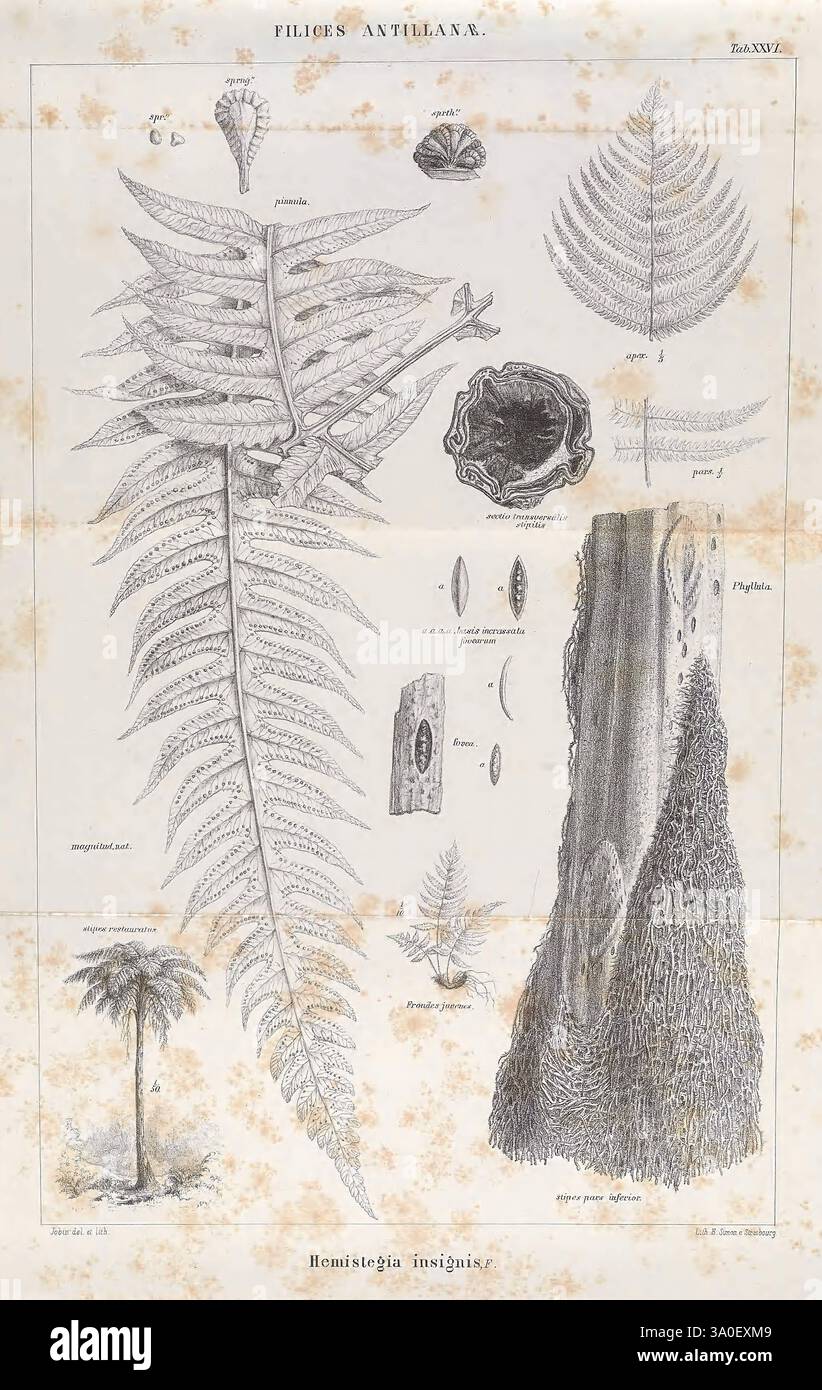 Large fern leaf displays hi-res stock photography and images - Alamy