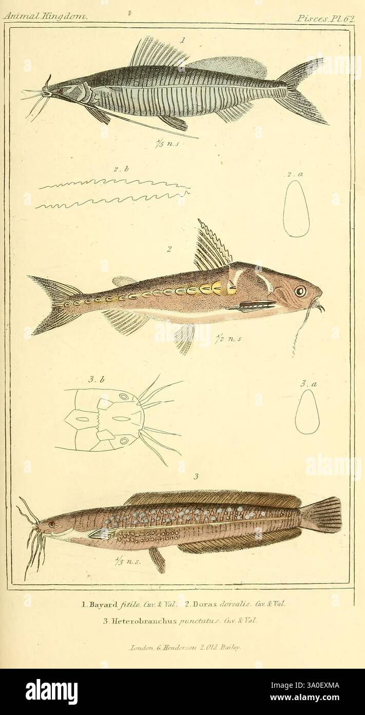 Detailed anatomical features depicted hi-res stock photography and ...