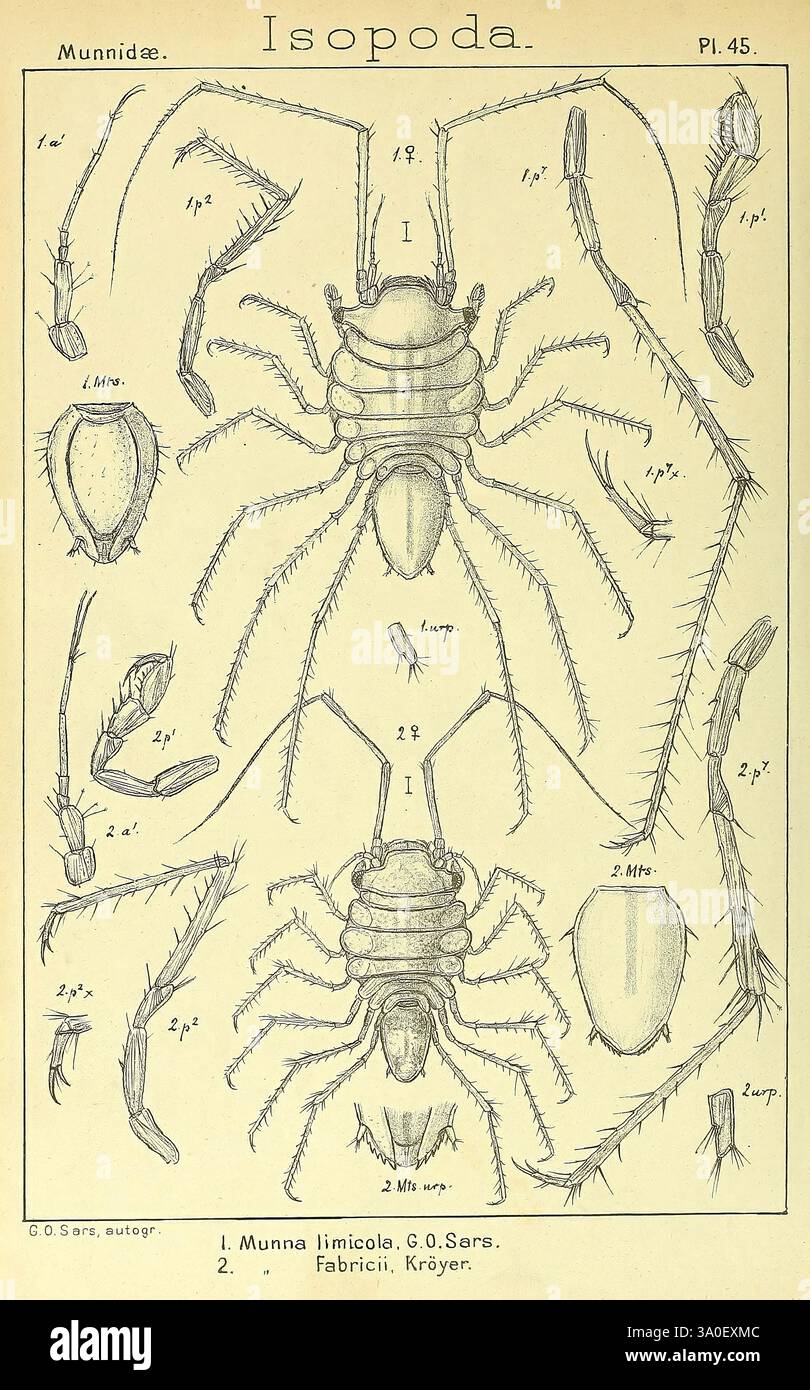 Detailed depictions of isopods hi-res stock photography and images - Alamy