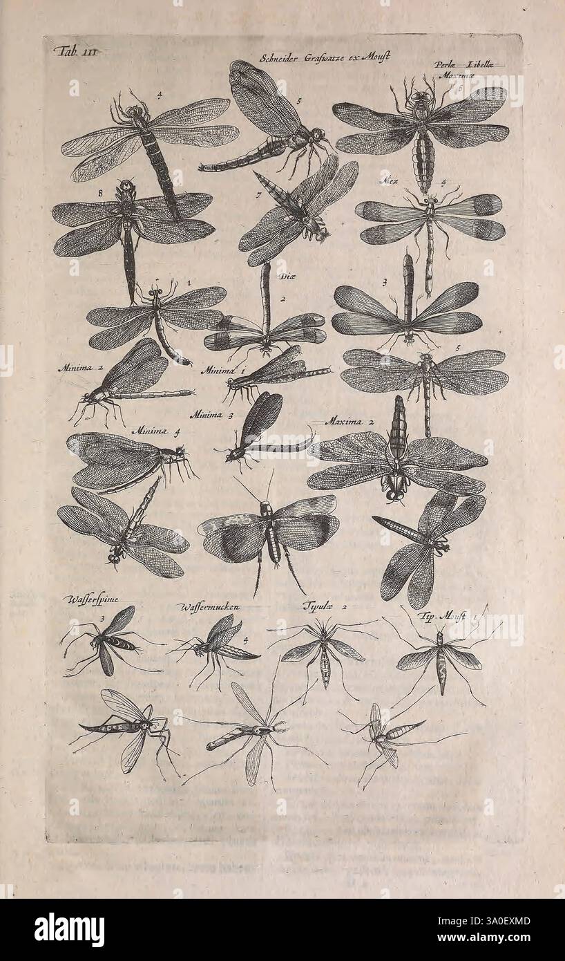Various species of mosquitoes hi-res stock photography and images - Alamy