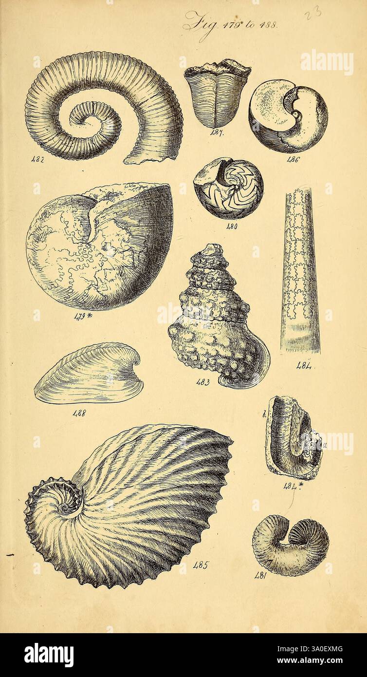 Intricately detailed illustrations of various shell types hi-res stock ...