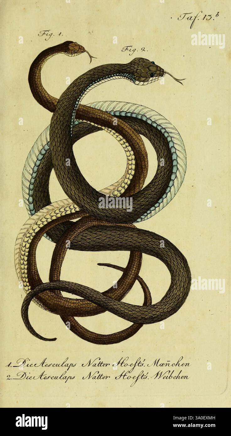 Second serpent displays hi-res stock photography and images - Alamy