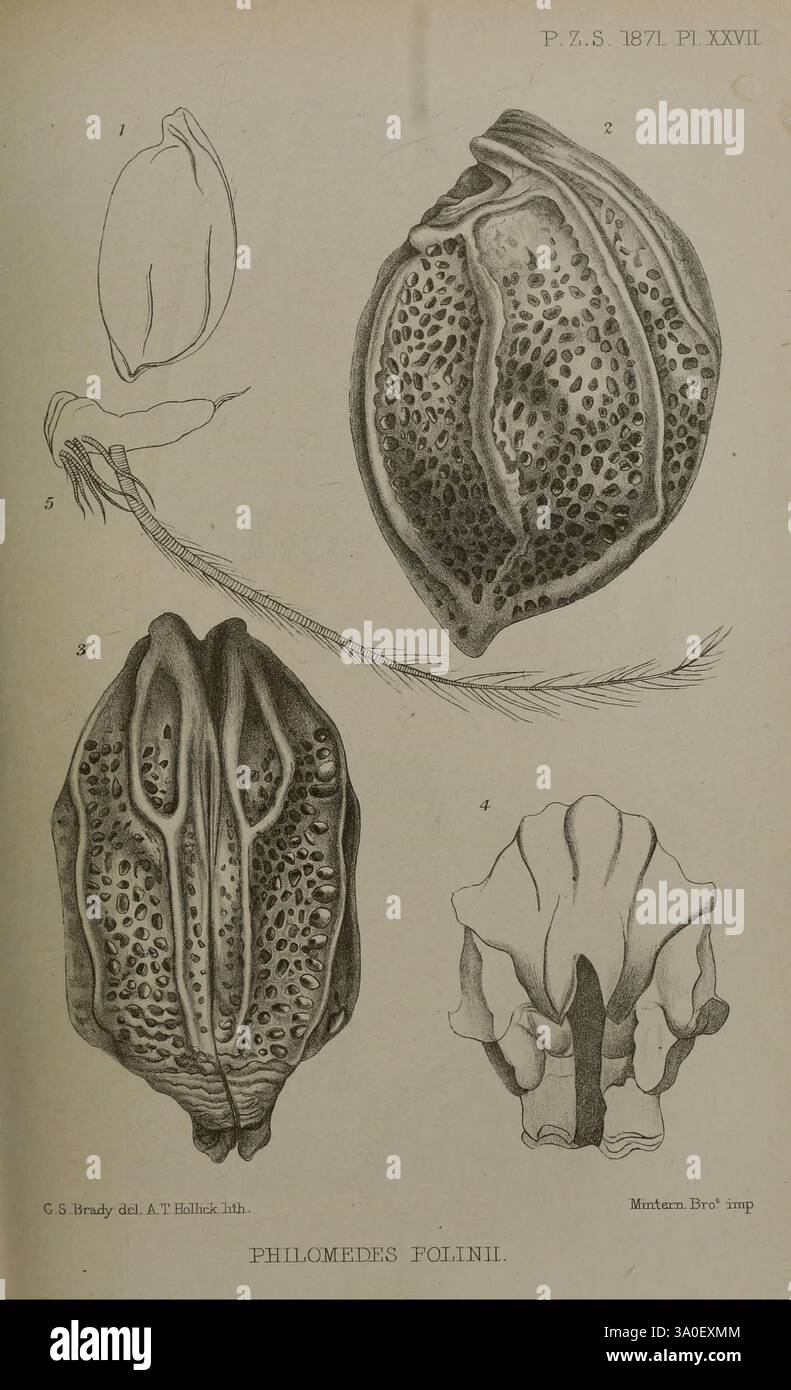 Species of marine ostracod hi-res stock photography and images - Alamy