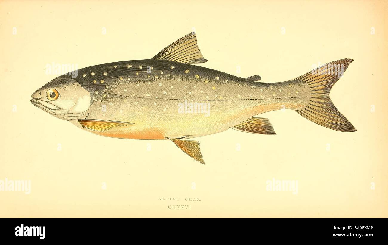 Alpine chars adaptations hi-res stock photography and images - Alamy