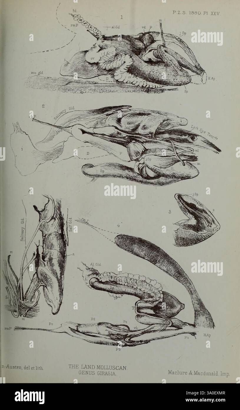 Detailed depictions of specific organs hi-res stock photography and ...