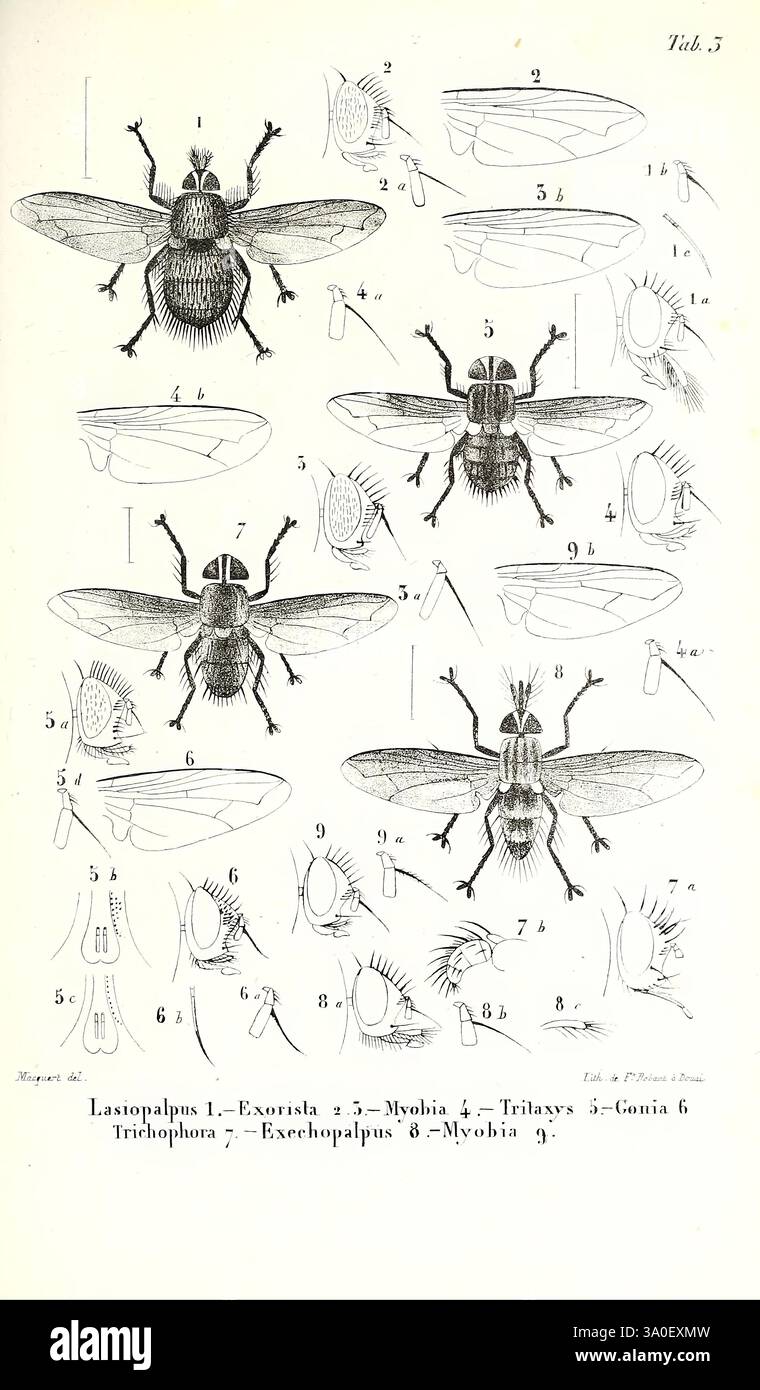 Several detailed depictions of various insect species hi-res stock ...
