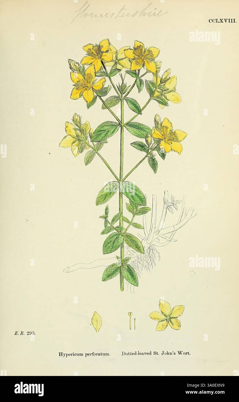 Illustration features hypericum perforatum hi-res stock photography and ...