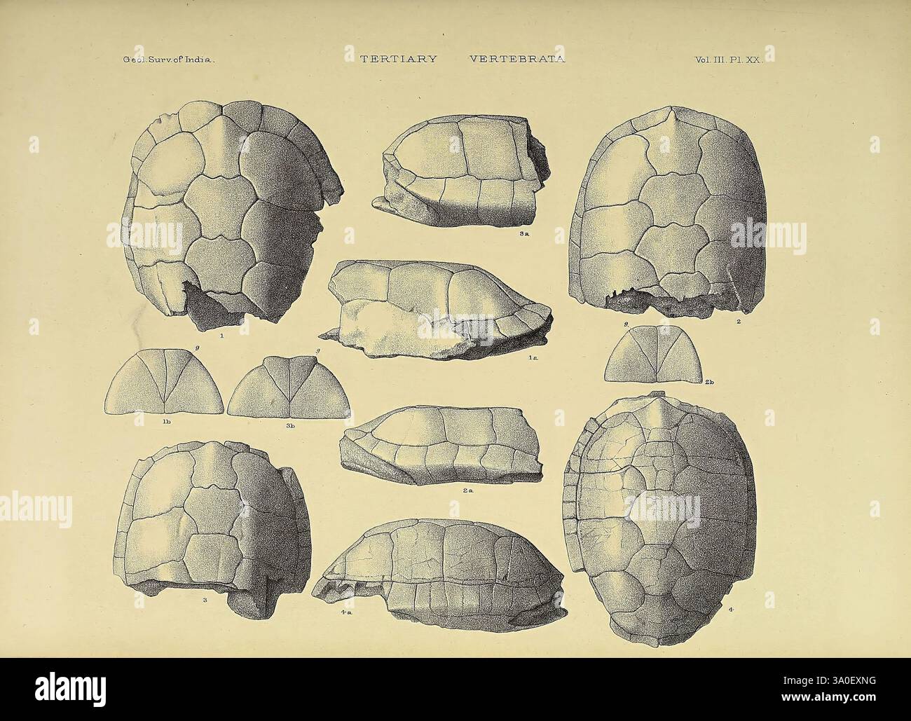 Indian, Tertiary and Post Tertiary Vertebrata Calcutta, Geological ...