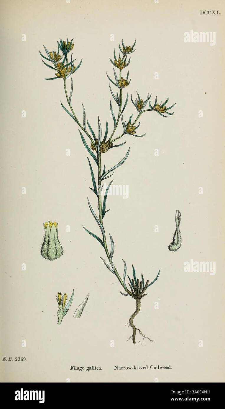 Unique seed pod shapes hi-res stock photography and images - Alamy