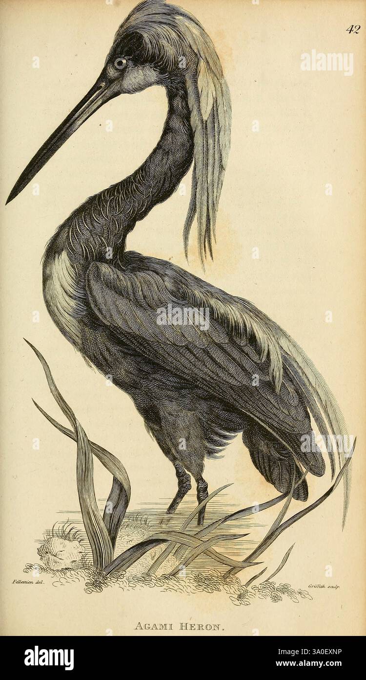 Herons slender form hi-res stock photography and images - Alamy
