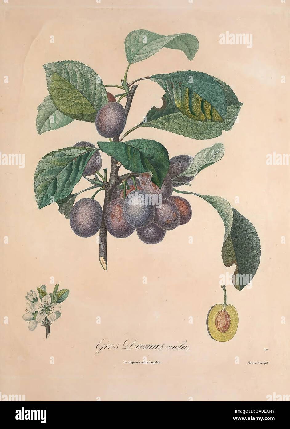 Pomologie française, Paris, Langlois et Leclercq, 1846, arbres ...