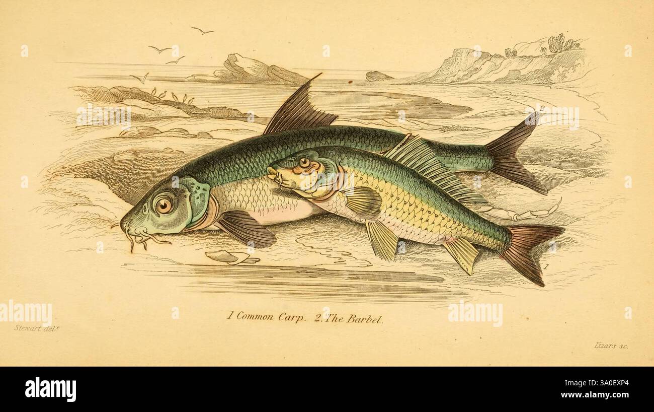 The natural history of British fishes Edinburgh, W. H. Lizars, 1843 ...