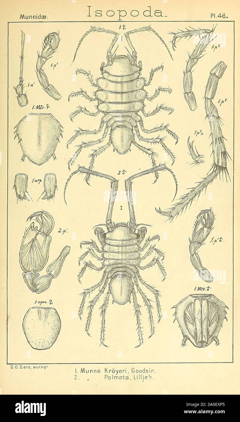 An account of the Crustacea of Norway Christiania, A. Cammermeyer, 1895 ...