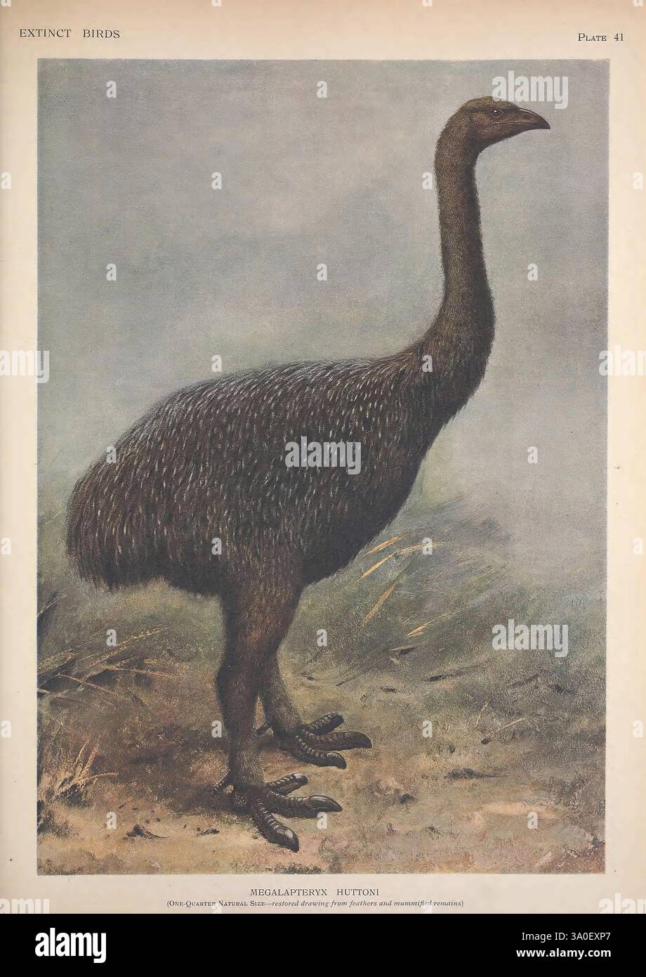 Shrub dominated environment hi-res stock photography and images - Alamy