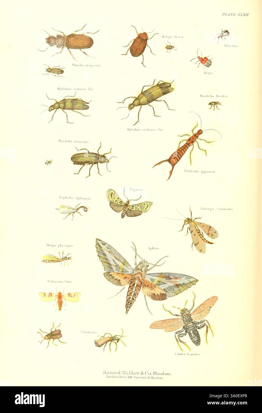 The living world Boston Samuel Walker & Co. 1868-1870 c1868 ...