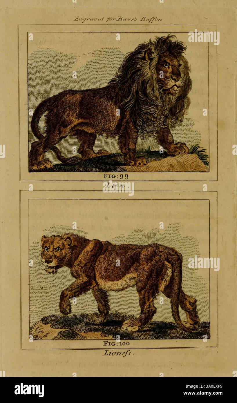 Buffon's, Natural, history, v.6, London, Printed, for the, Proprietor ...