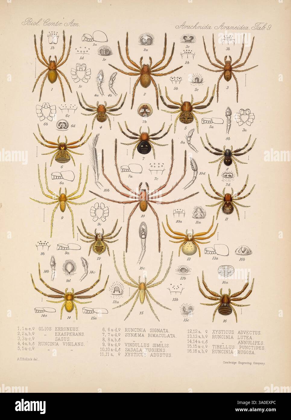 Biologia Centrali-Americana London, 1879-1915, archaeology, botany ...