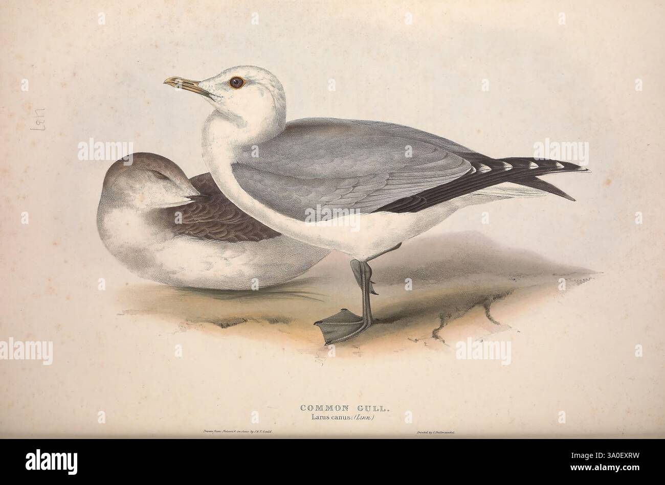 The birds of Europe, London, 1837, birds, Europe, pictorial works ...