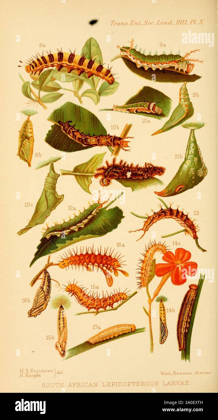 Variety of south african lepidopterous larvae hi-res stock photography ...