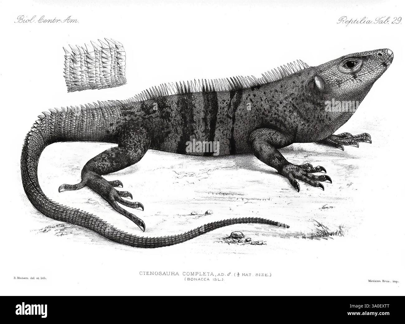Biologia Centrali-Americana, London, 1879-1915, archaeology, botany ...
