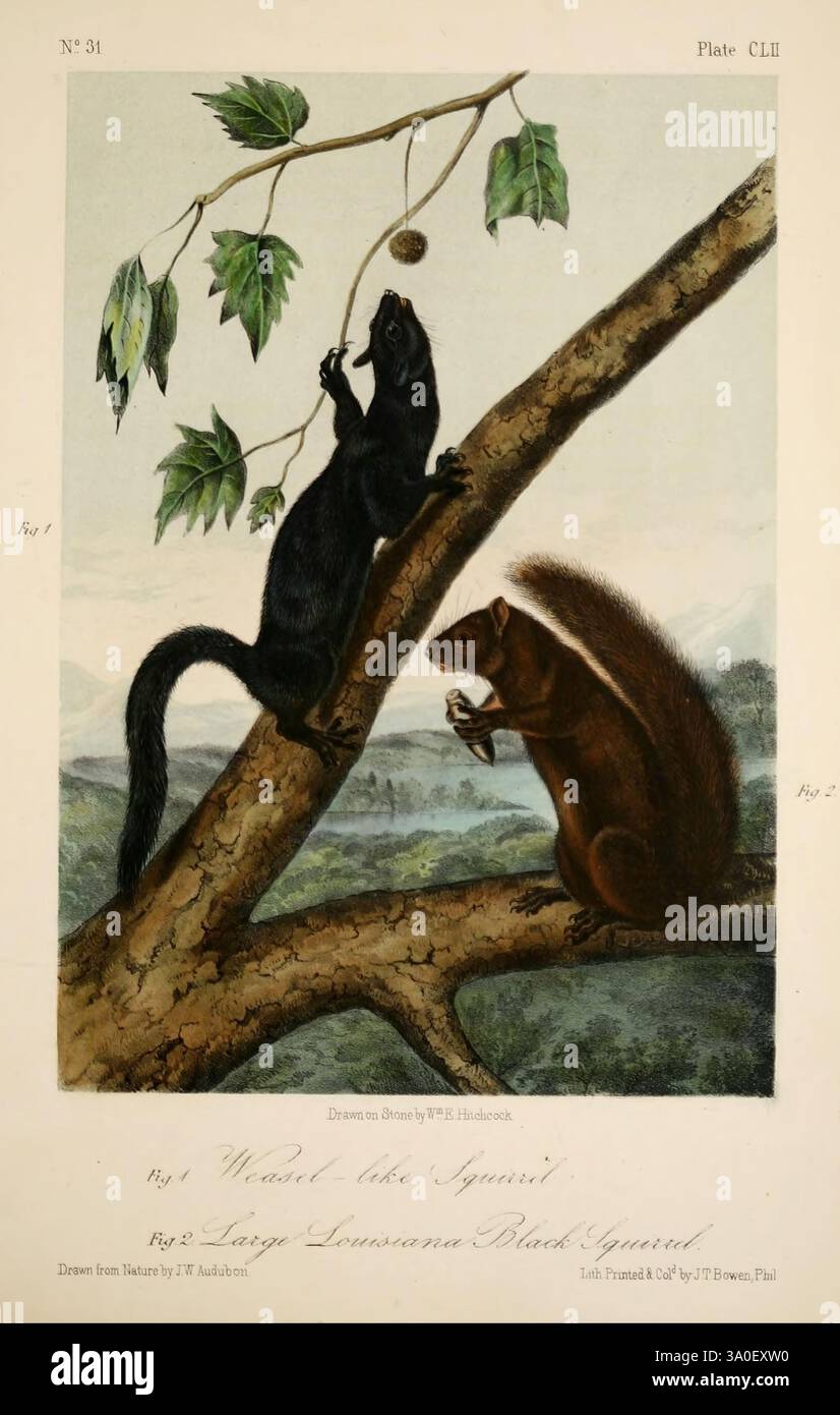 Beautifully illustrated depiction of two squirrels hi-res stock ...