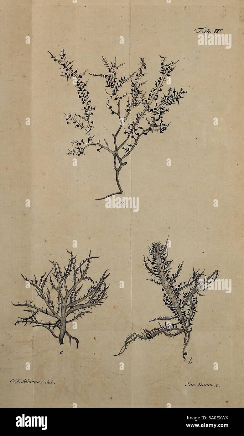 Three detailed botanical drawings hi-res stock photography and images ...