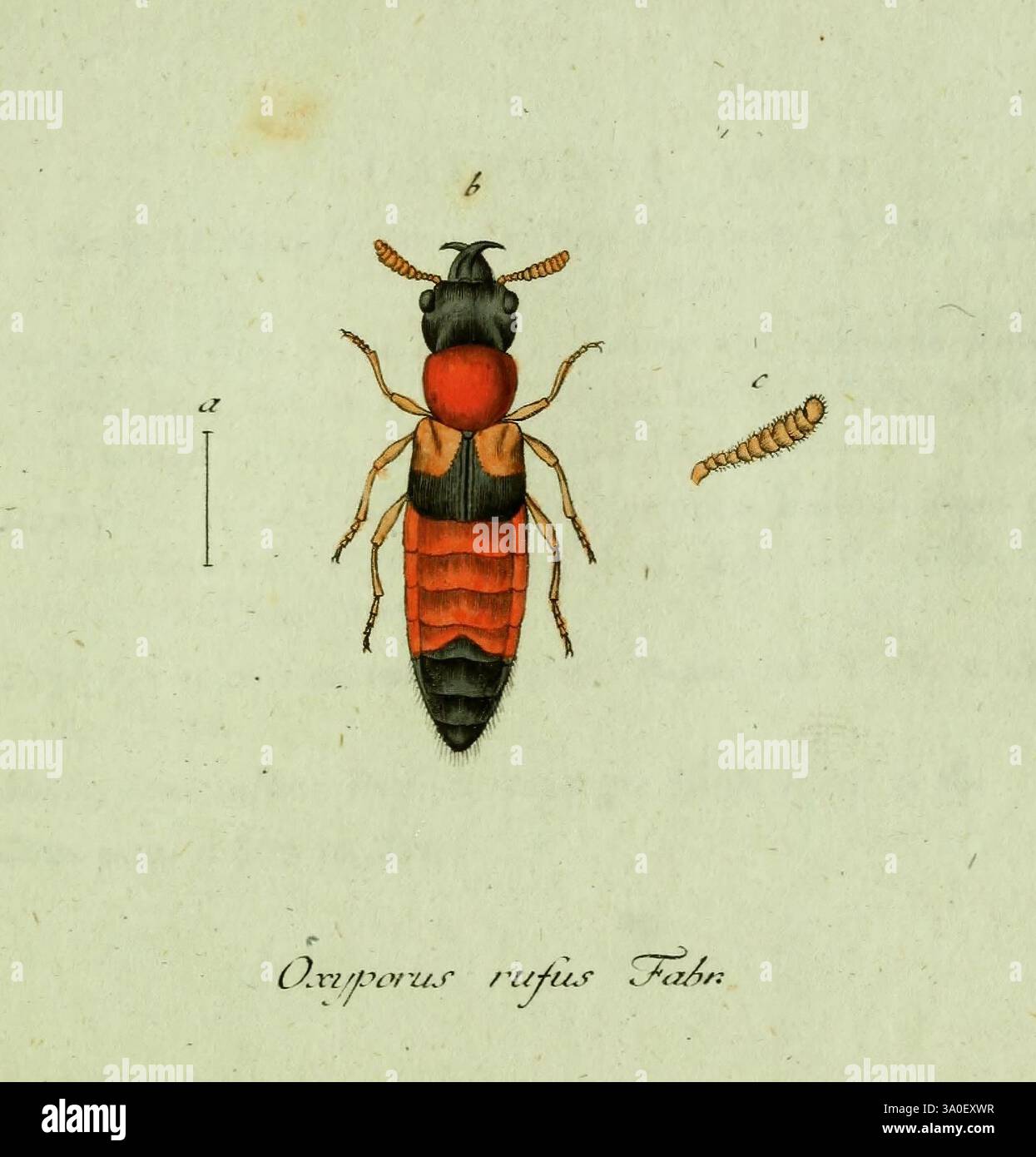 Segmented larval structure hi-res stock photography and images - Alamy