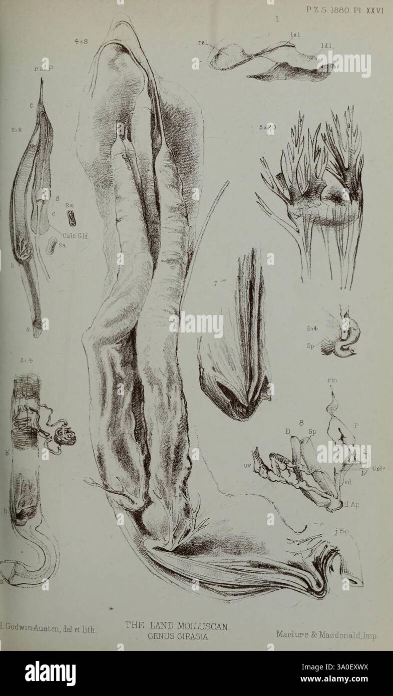 Proceedings of the Zoological Society of London, London, Academic Press ...