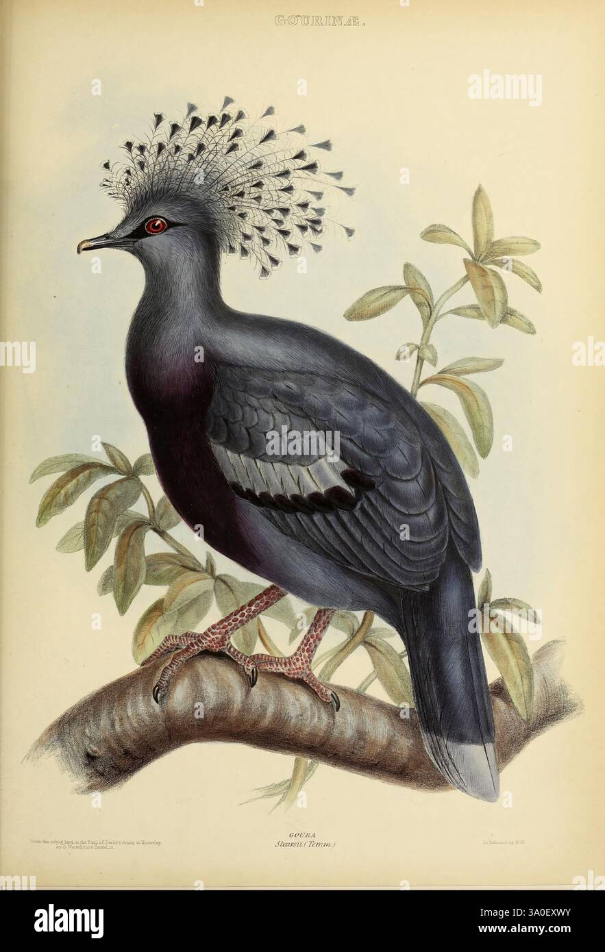 The genera of birds, 1849, bird, birds, behavior ornithology ...