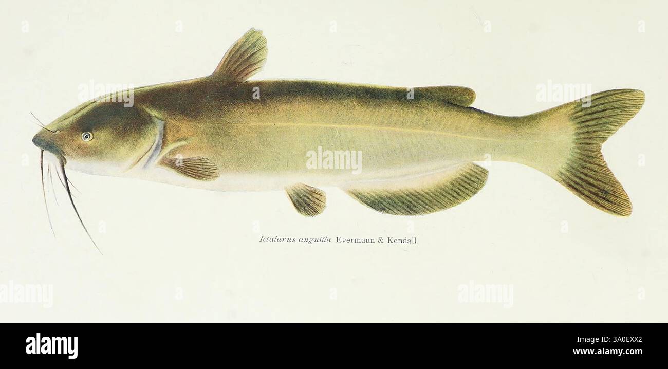 Pectoral fins positioned hi-res stock photography and images - Alamy