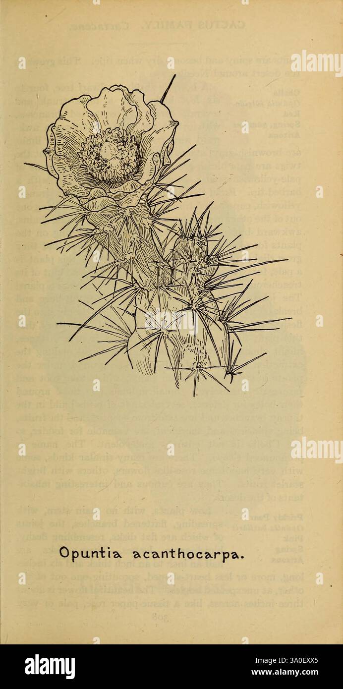 This illustration features a flowering cactus known as Opuntia ...