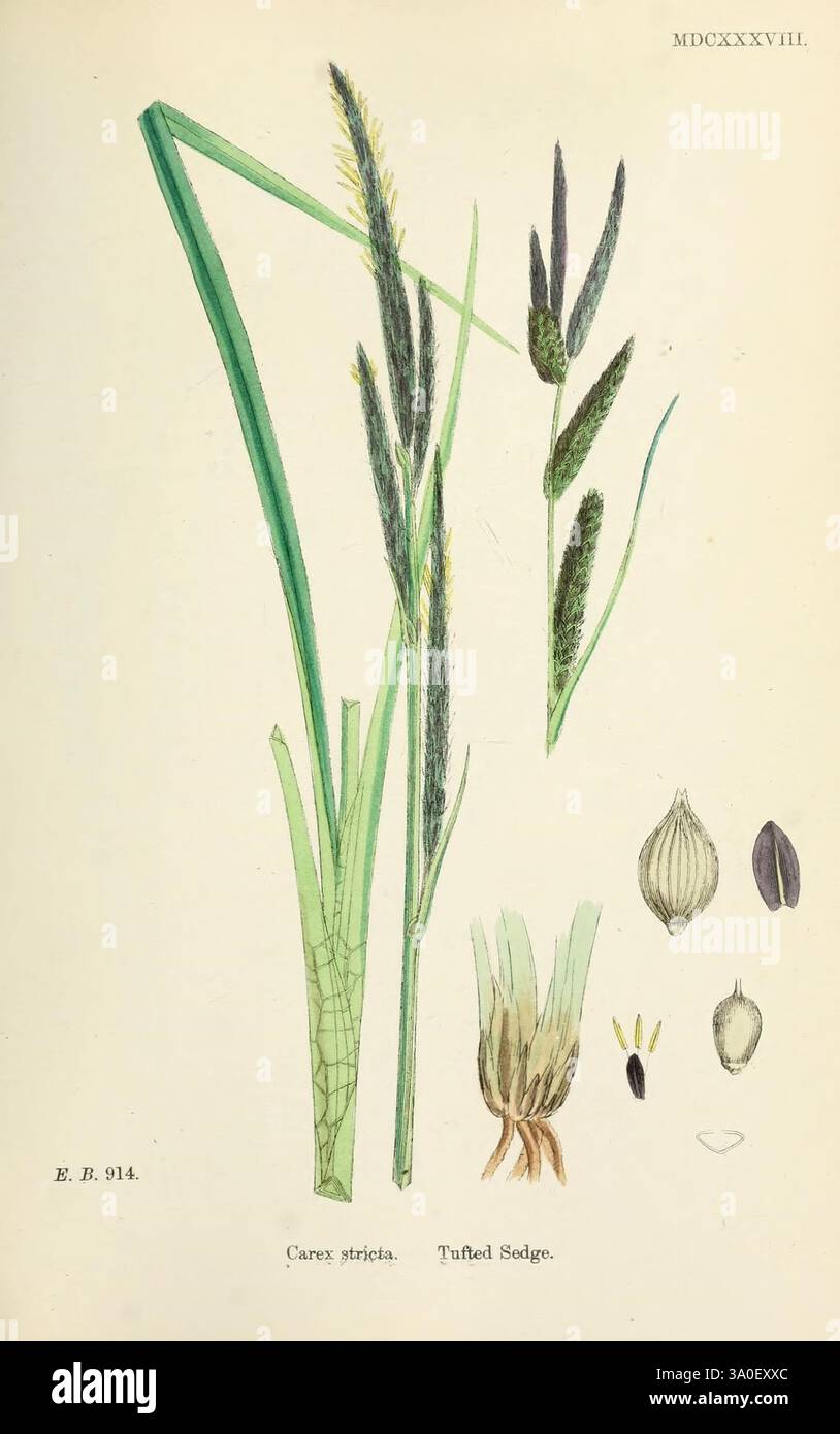 The illustration features Carex stricta, commonly known as the tussock ...