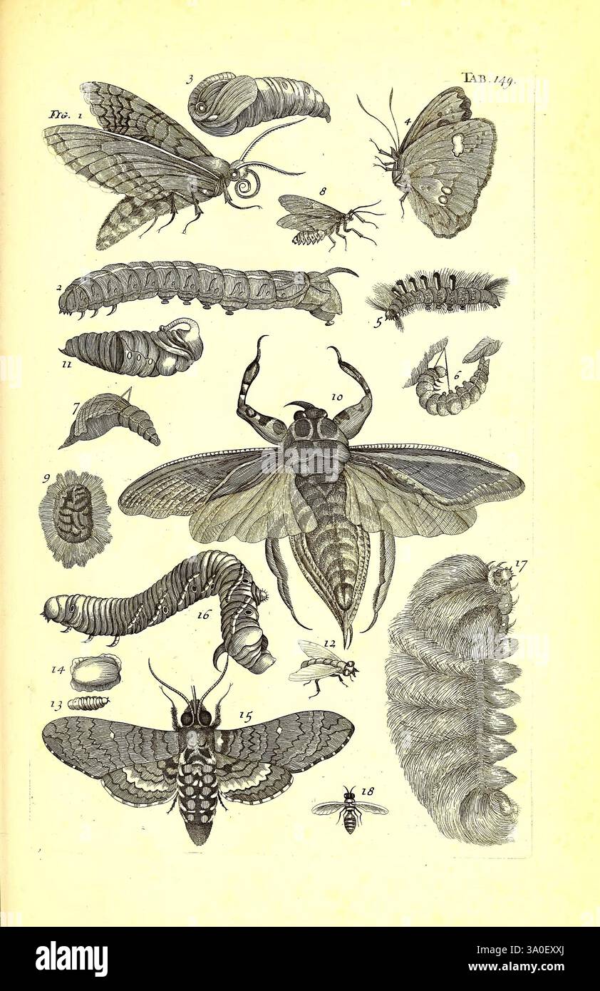 Various stages of insect life cycles hi-res stock photography and ...