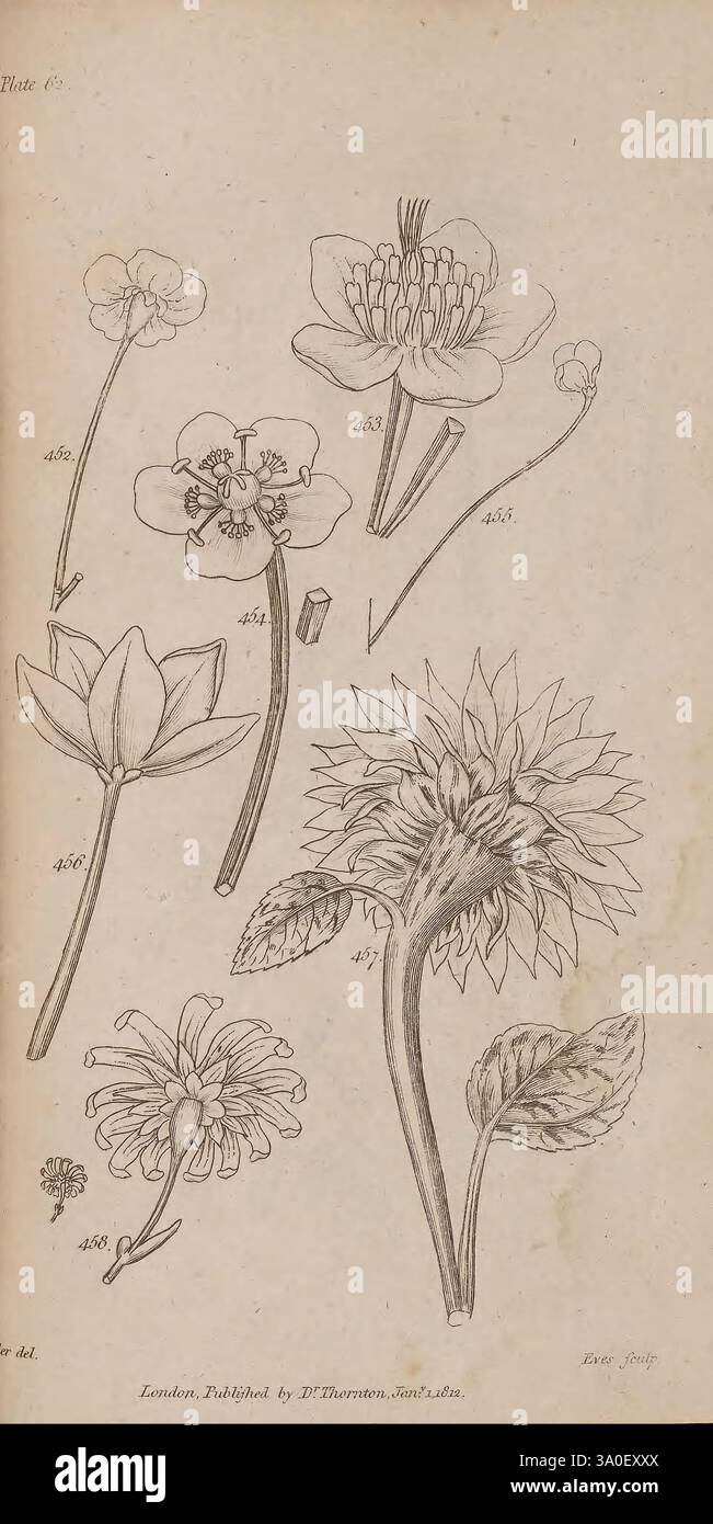 Elements of Botany London Printed for the author by J. Whiting 1812 ...