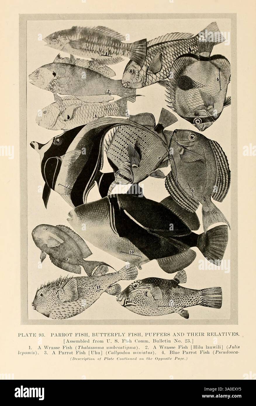 Diverse array of fish species hi-res stock photography and images - Alamy