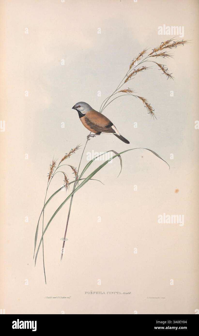 Trinomial poephila cincta cincta hi-res stock photography and images ...