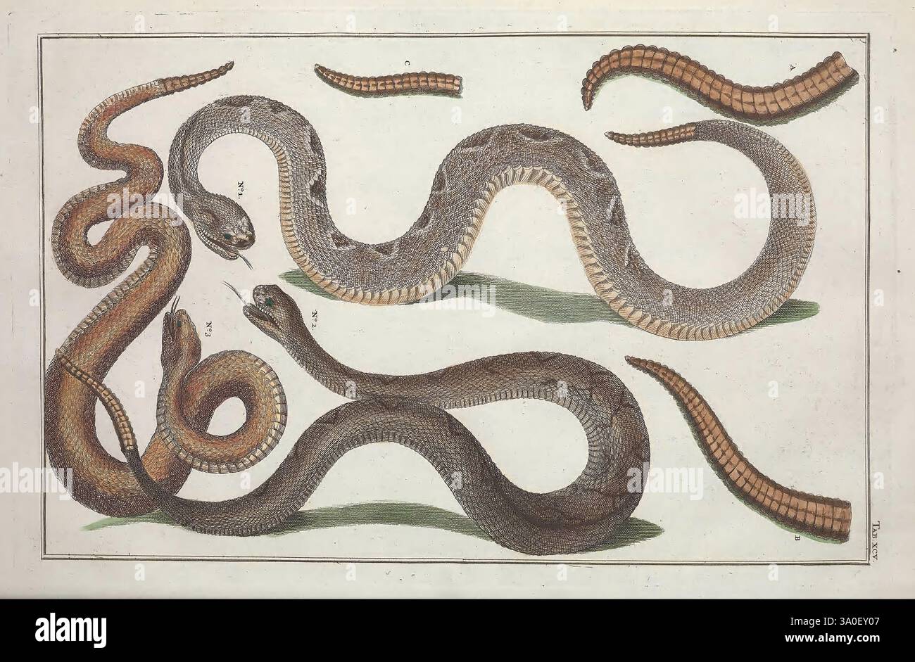 Locupletissimi rerum naturalium thesauri accurata descriptio, et ...