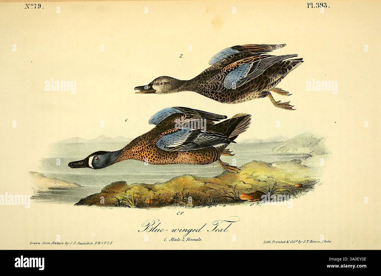 Lower duck exhibits hi-res stock photography and images - Alamy